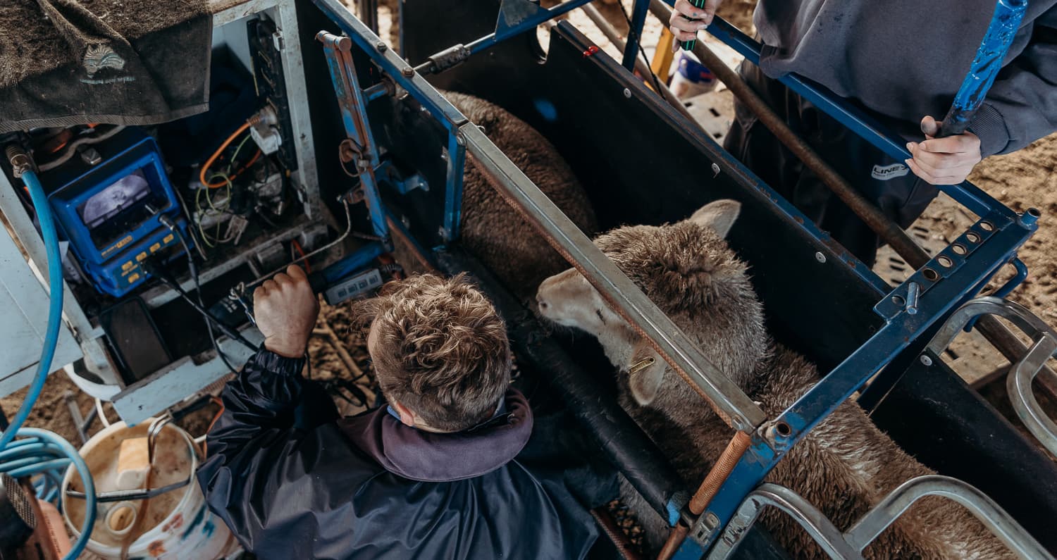Spot On Scanning - Sheep Pregnancy Scanning Services